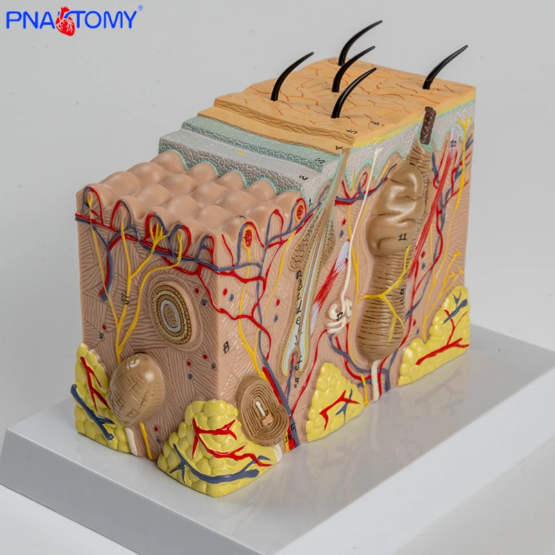 Enlarged-Human-Skin-Structure-Model-Plastic-Hair-Layer-Structure ...