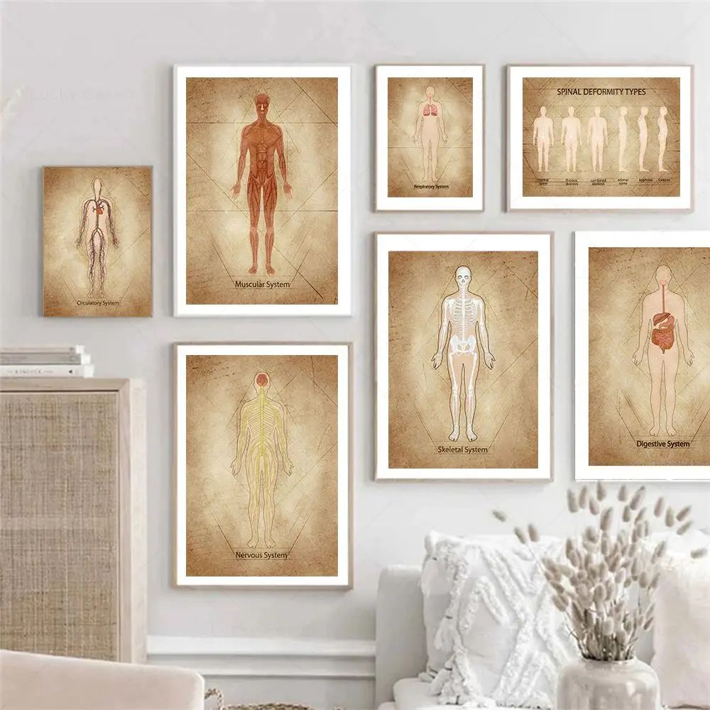 Nervous-Digestive-Respiratory-Muscle-Skeletal-System-Poster-Spine ...