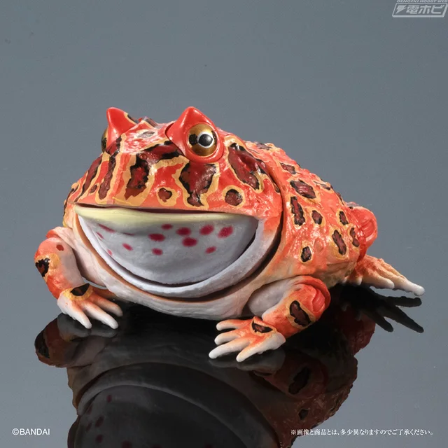 Pink Pacman Frog