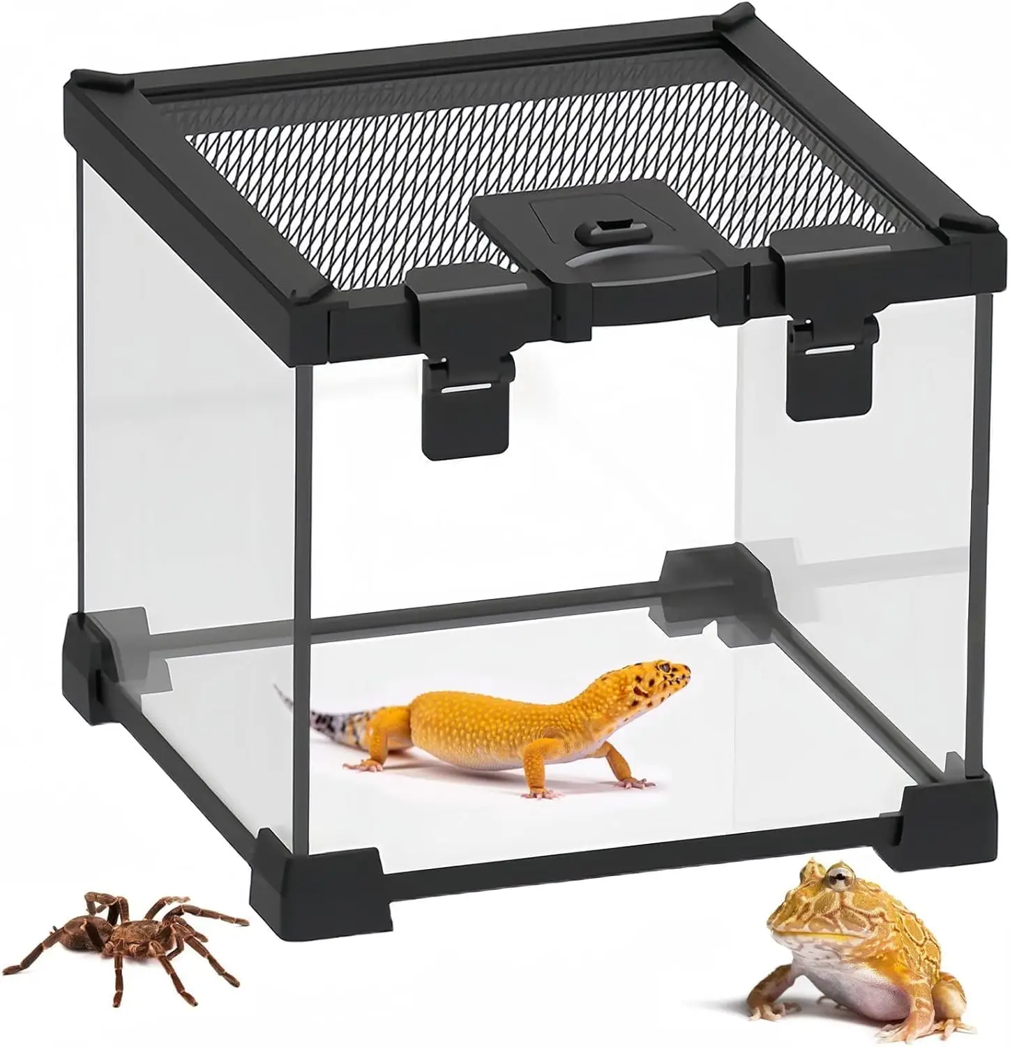 Reptile Tank,8" x 8" x 6" Mini Reptiles Terrarium,Full Young Lizard ...