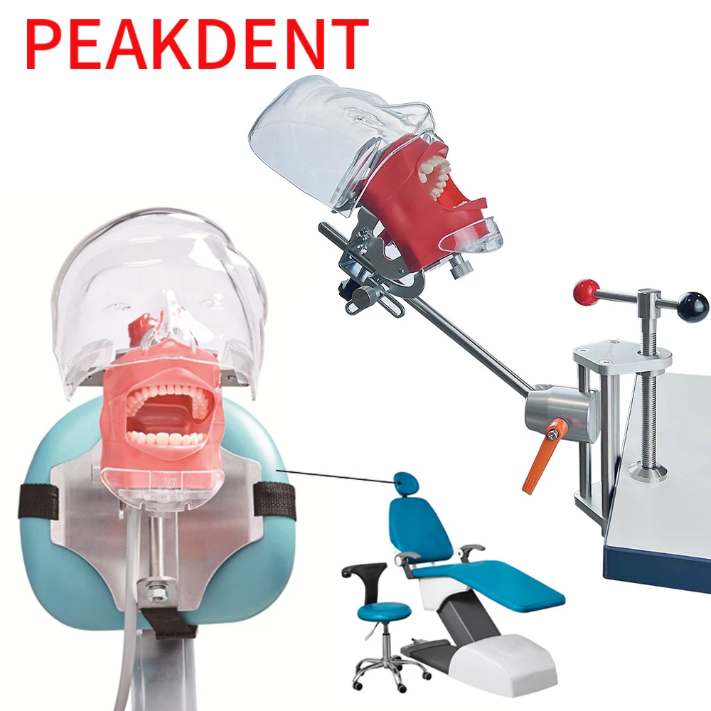 Head-Model-Dental-Simulator-Phantom-Head-for-Dentist-Teaching-Simple ...