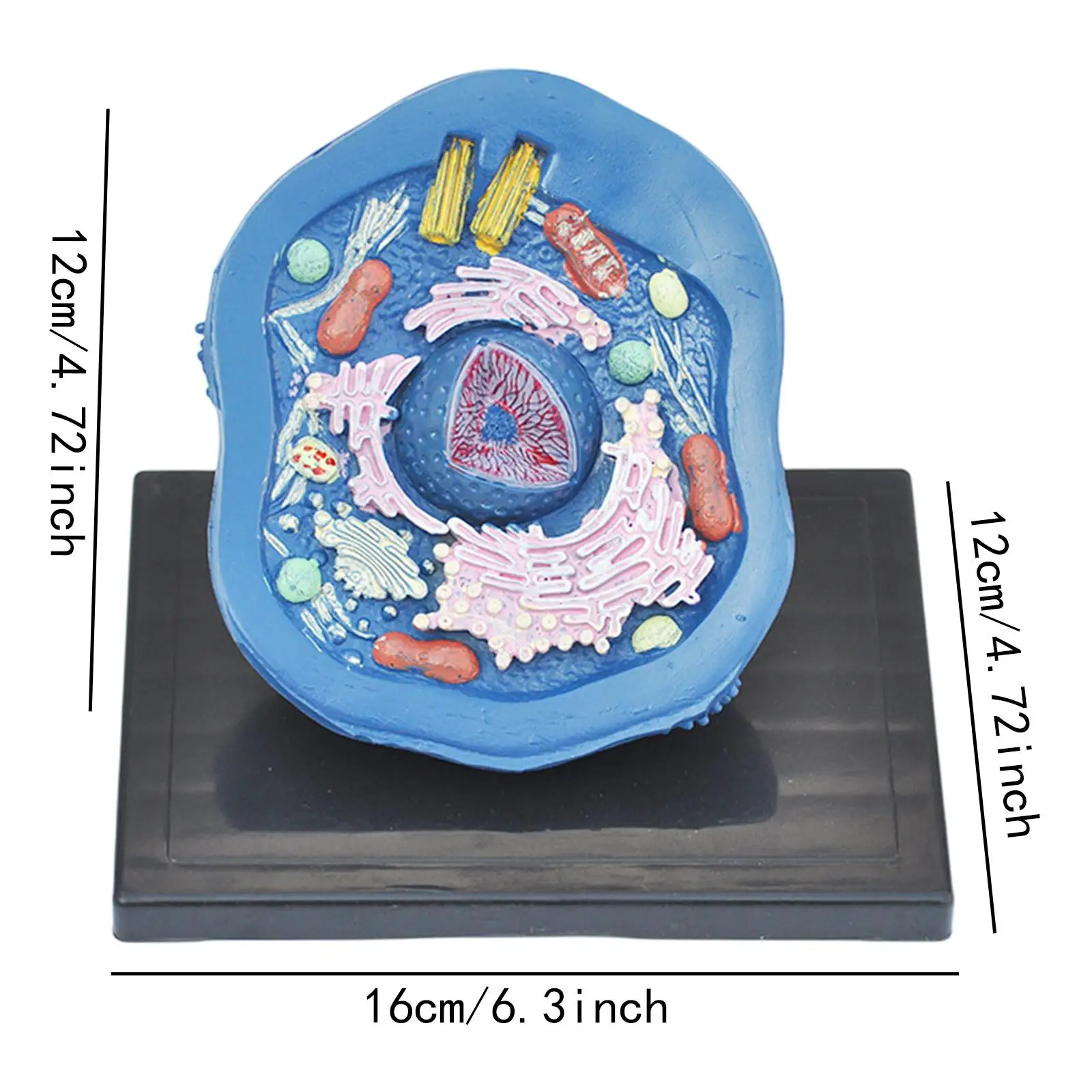 Animal Cell Anatomy Model Stem Kits Biological Cell Equipment ...