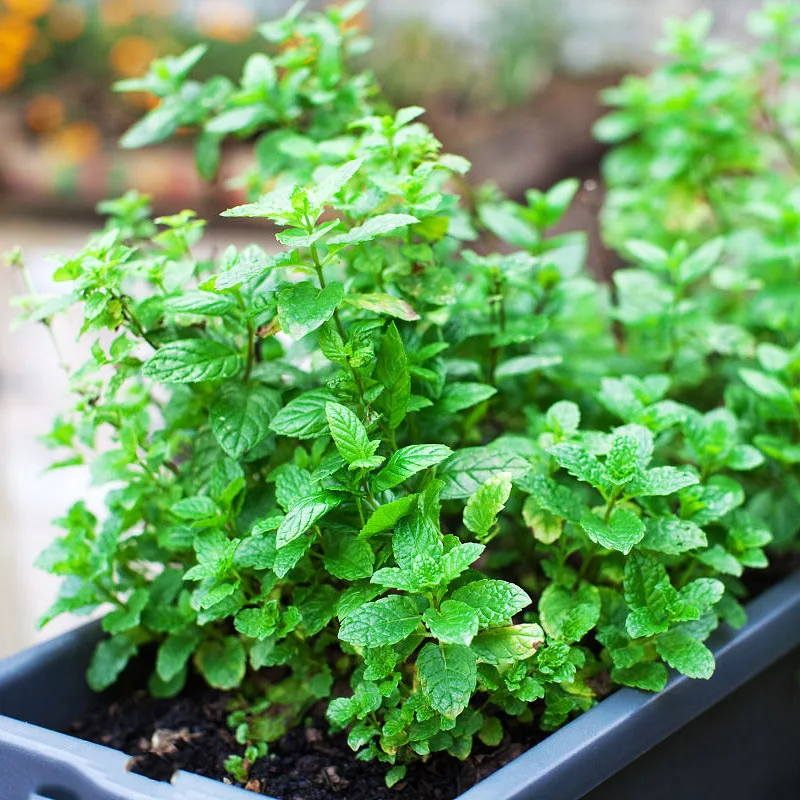 Peppermint-Edible-Mosquito-Repellent-Seeds-Four-Seasons-Potted ...