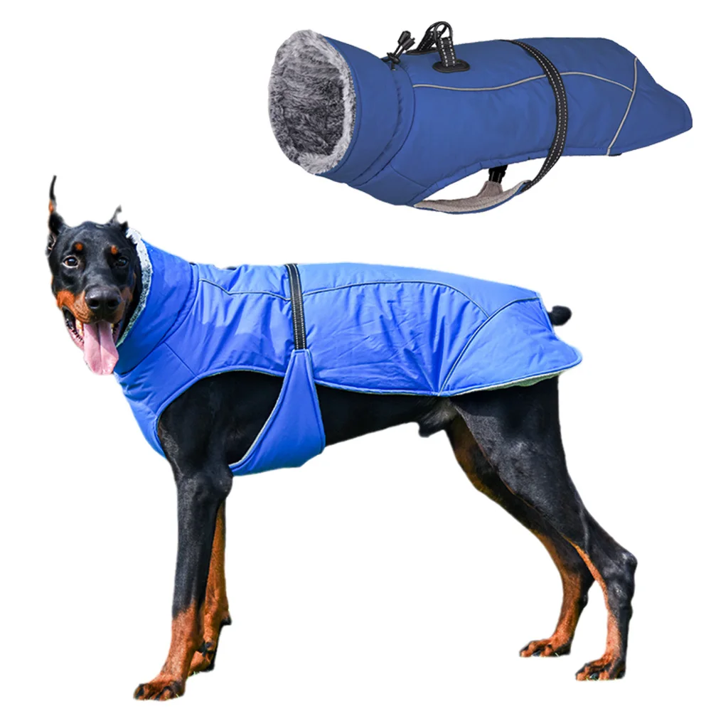 Weimaraner In Clothes