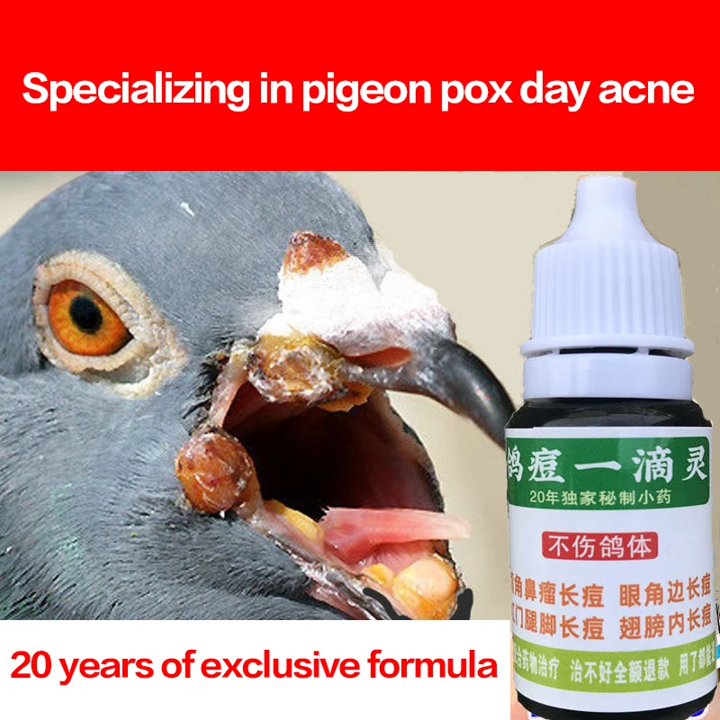 Focus-on-bird-pigeon-pox-prevention-and-treatment-of-racing-pigeons ...