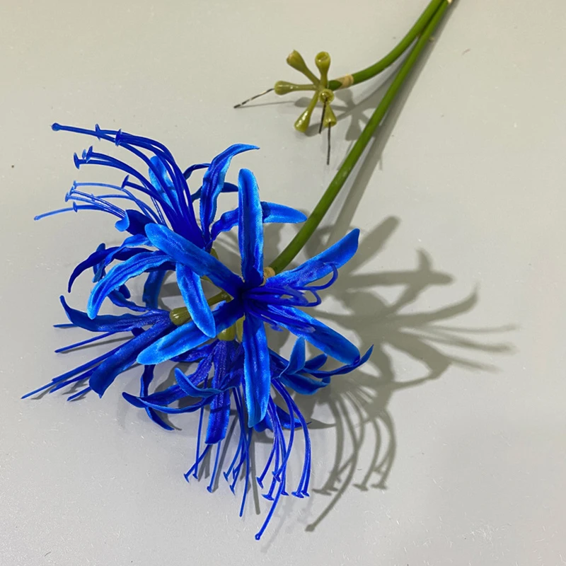 Blue Spider Flower
