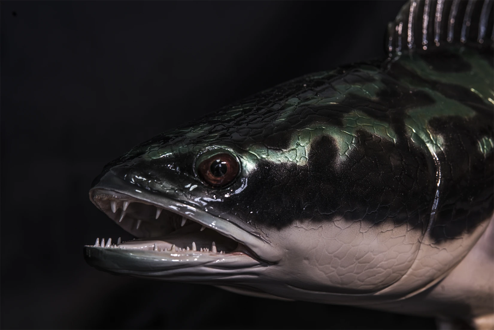 Giant Snakehead Fish Teeth