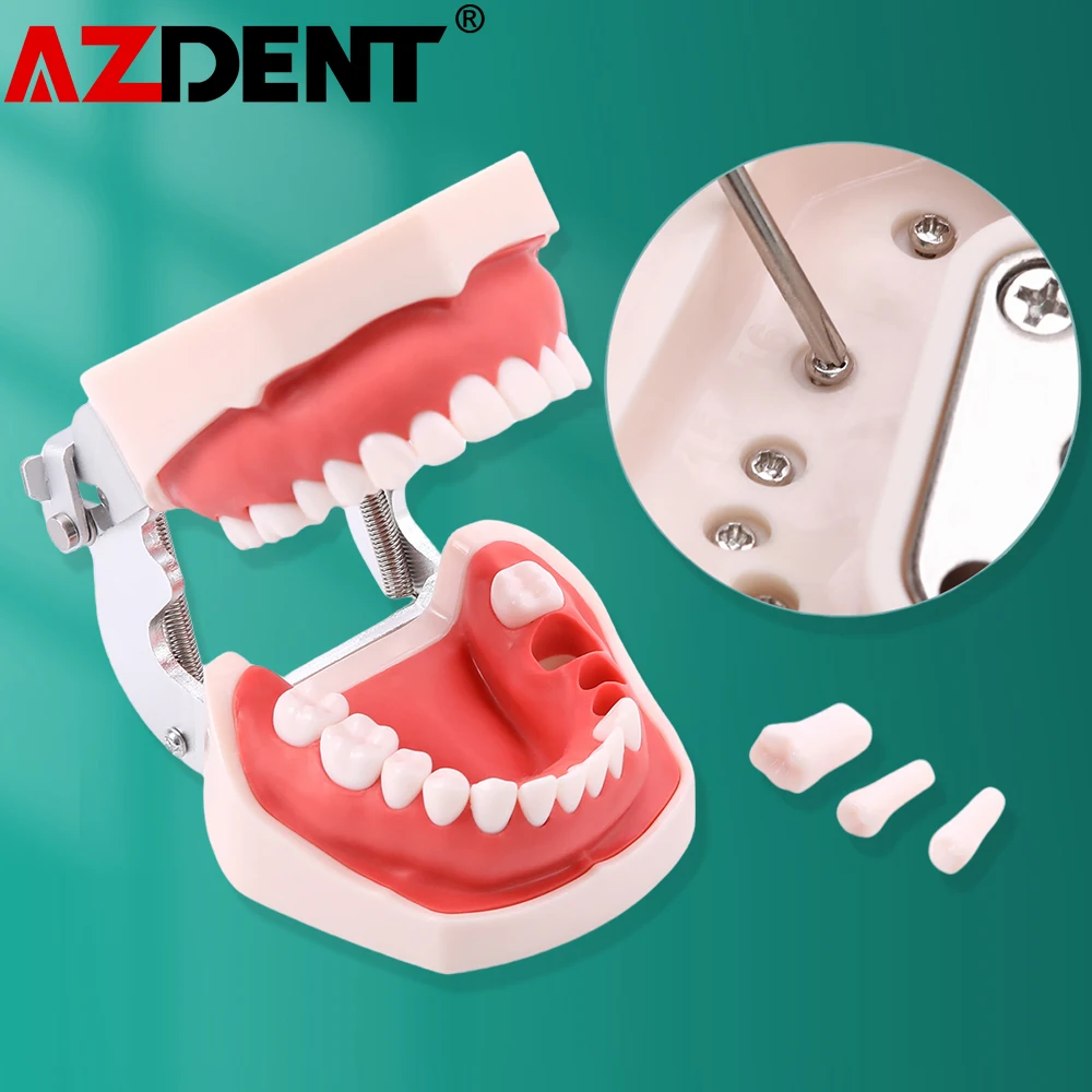 Azdent-Dental-Model-Training-Typodont-Teeth-Model-For-Dental-Technician ...