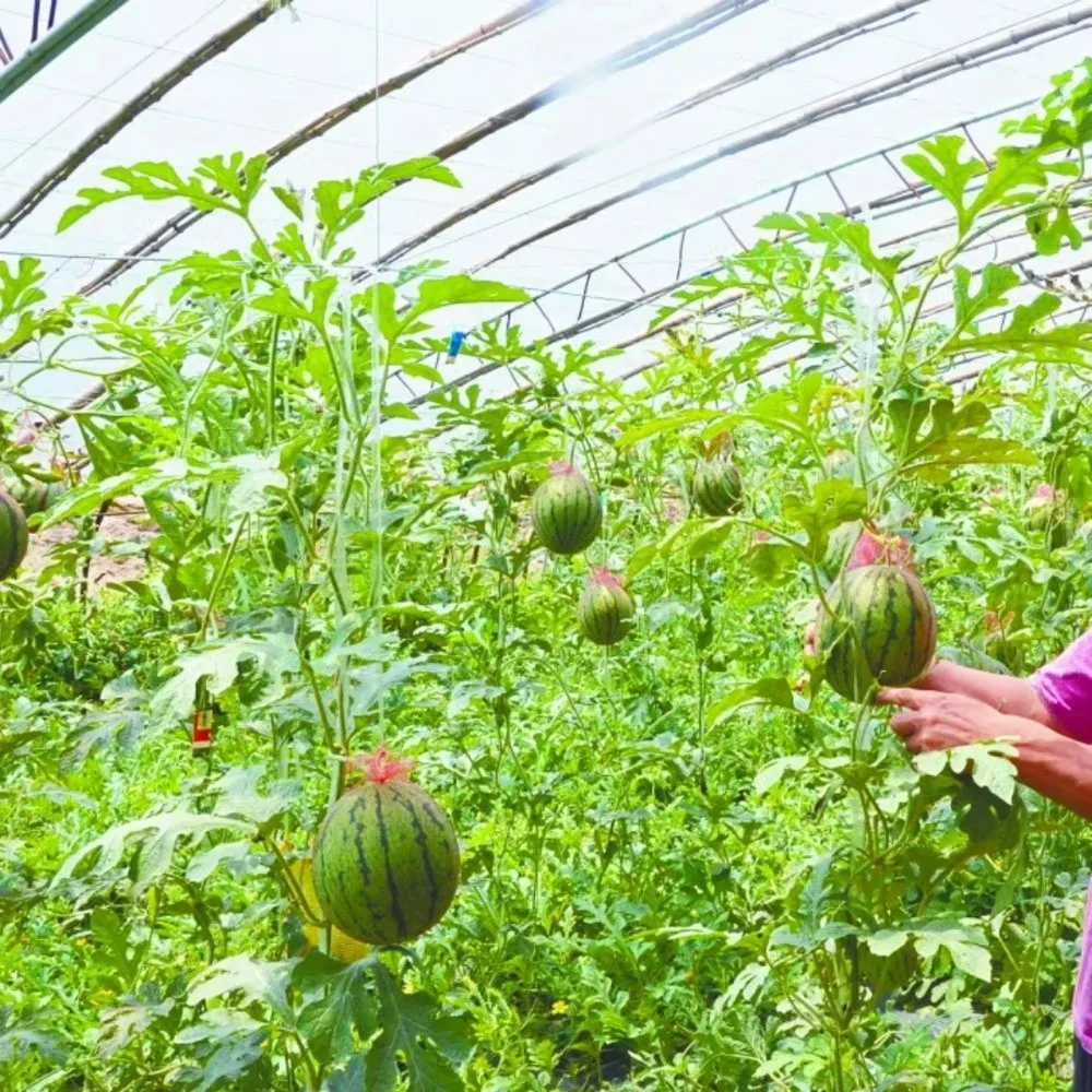 Reusable Watermelon Net with Straps Mesh Hanging Watermelon Mesh Bag ...