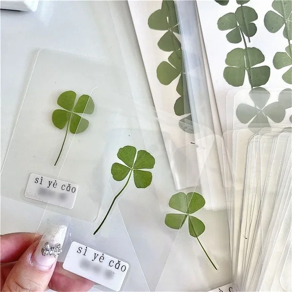 Steve-Cute-four-leaf-Clover-plastic-sealed-Specimen-air-dried-four-leaf ...