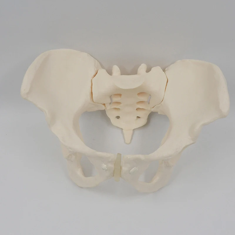 Medical Teaching Tools | Pelvis Anatomy Model | Female Pelvis Model ...