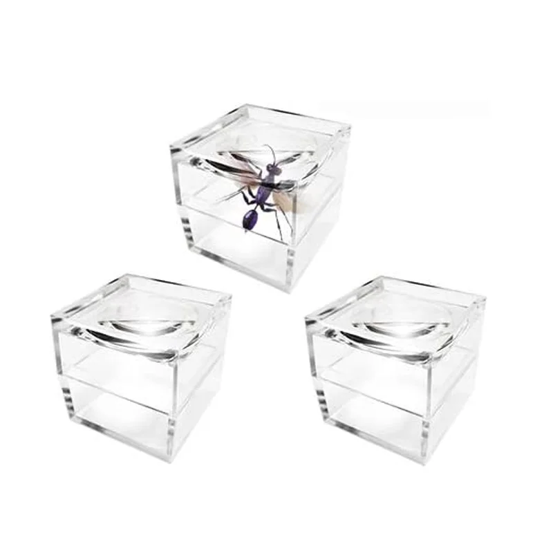 Insect-Specimen-Transparent-Plastic-Magnifying-Jewelry-Display-Box.jpg