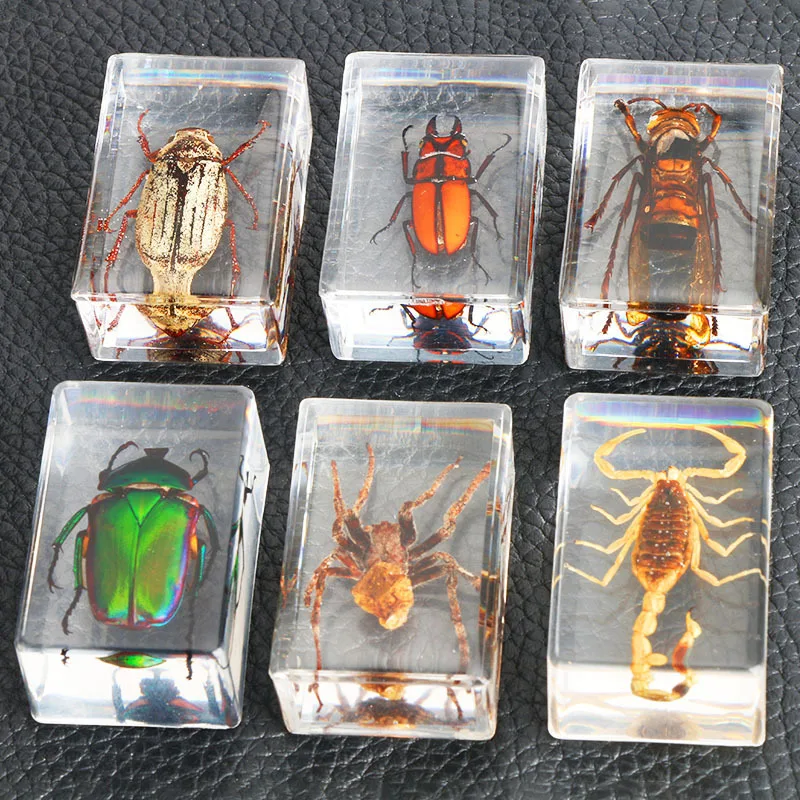 Real-Insects-24-Insect-Resin-Specimens-Collected-Insect-Paperweights ...