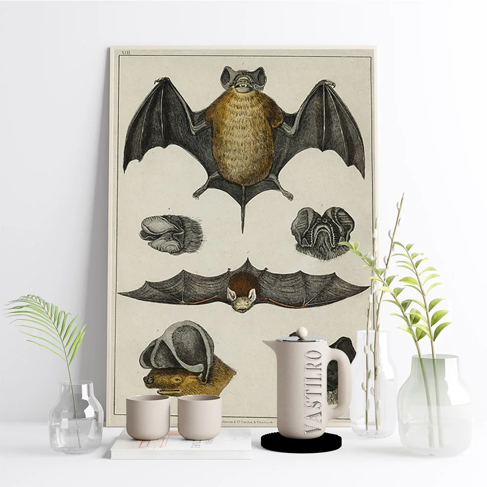 Scientific Bat Illustration