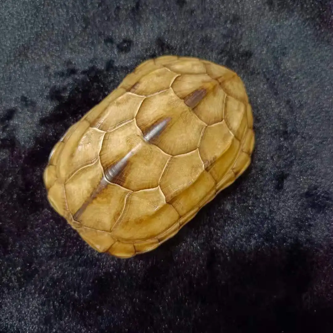 1pcs Real tortoise shell is natural and complete, real tortoise shell ...