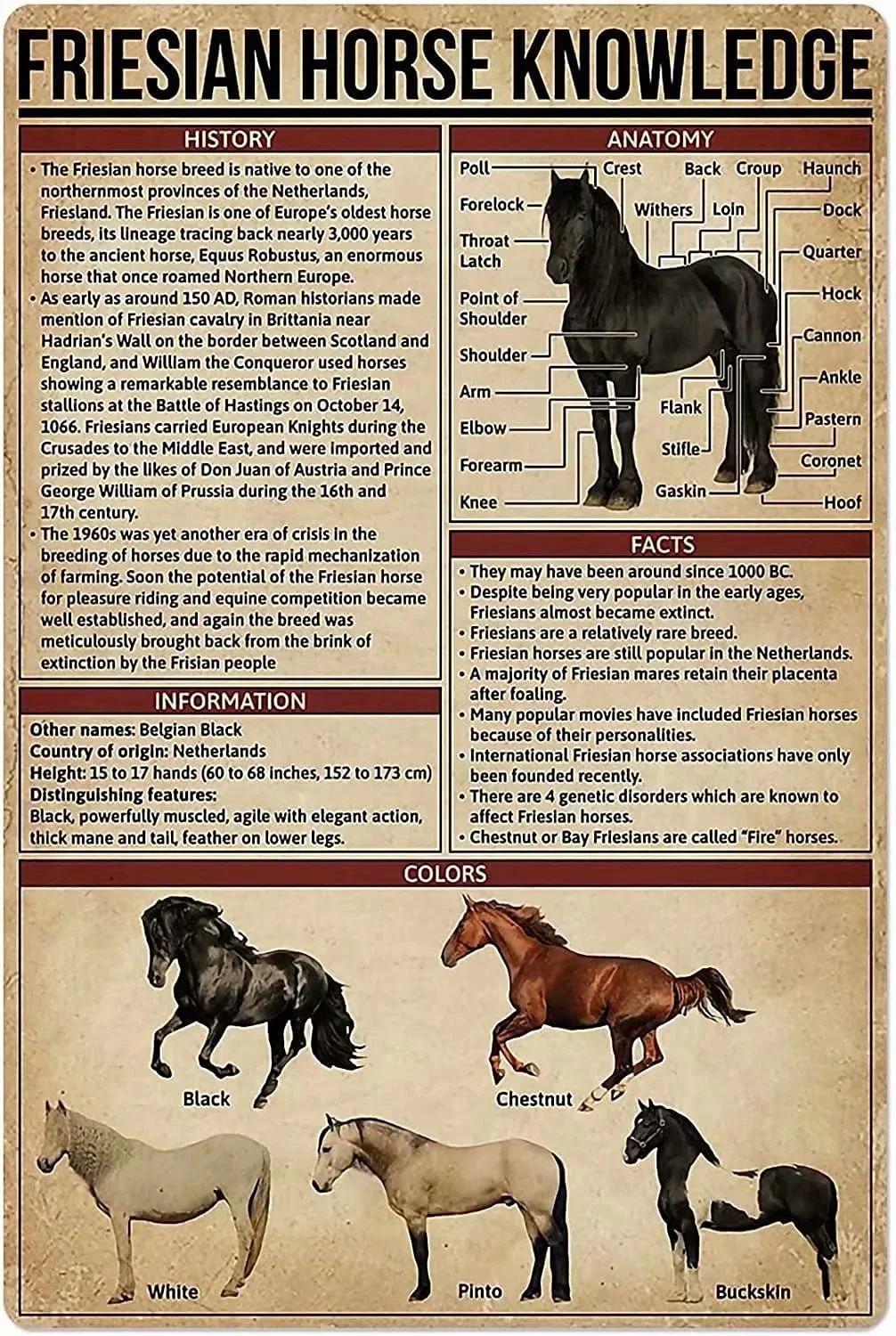 Trigger The Friesian