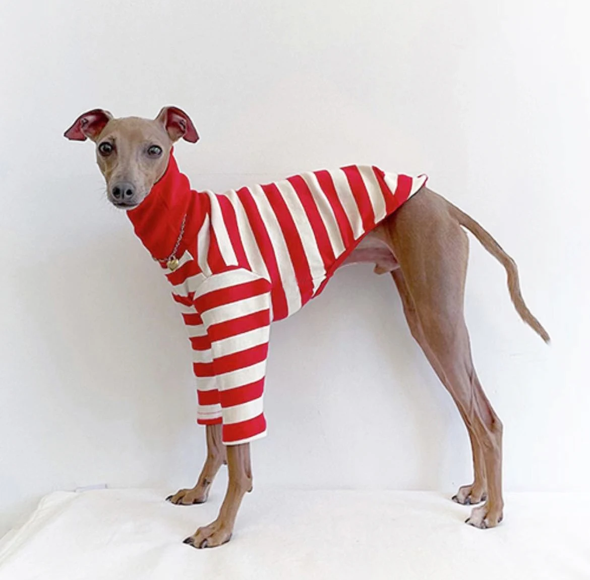 Cute-High-Neck-Colorblock-Italian-Greyhound-Clothes-Cotton-Stretch ...