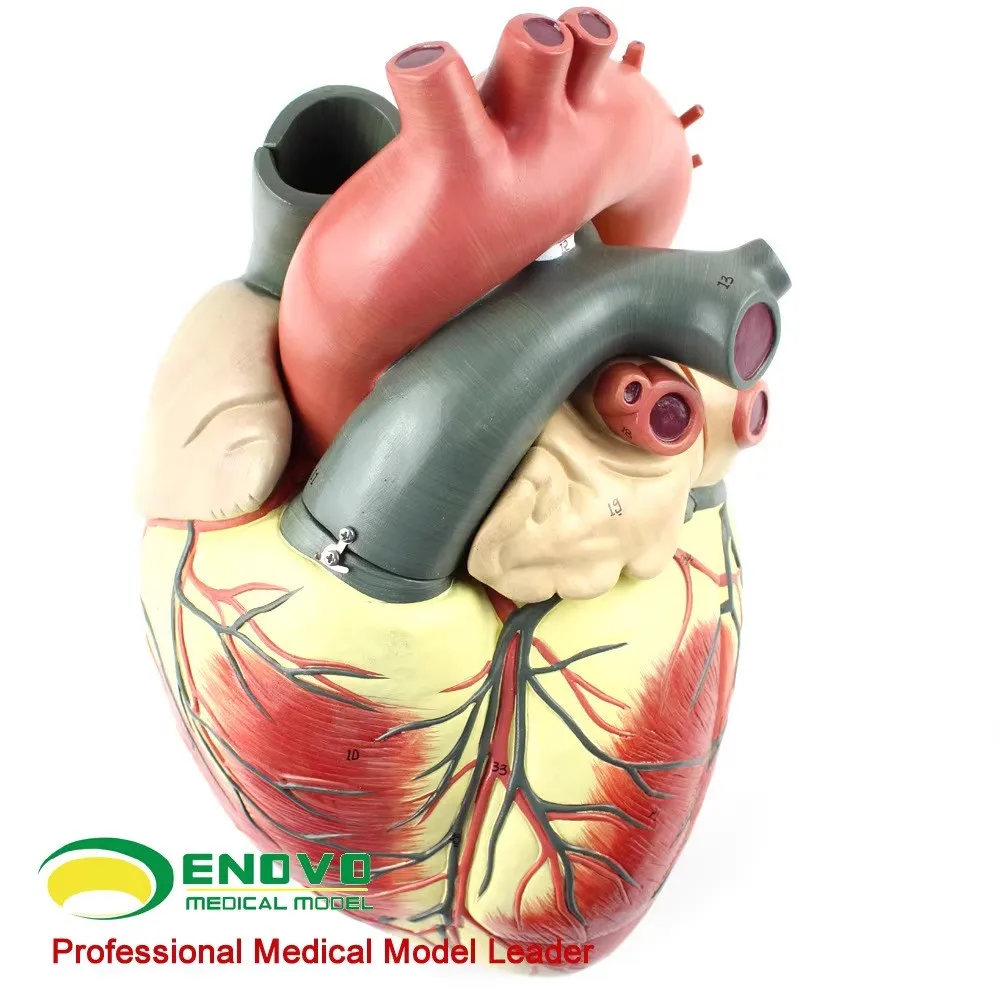 ENOVO-M-dico-Modelo-Cora-o-Humano-Cardiologia-Ultrassom-Anatomia-Modelo ...