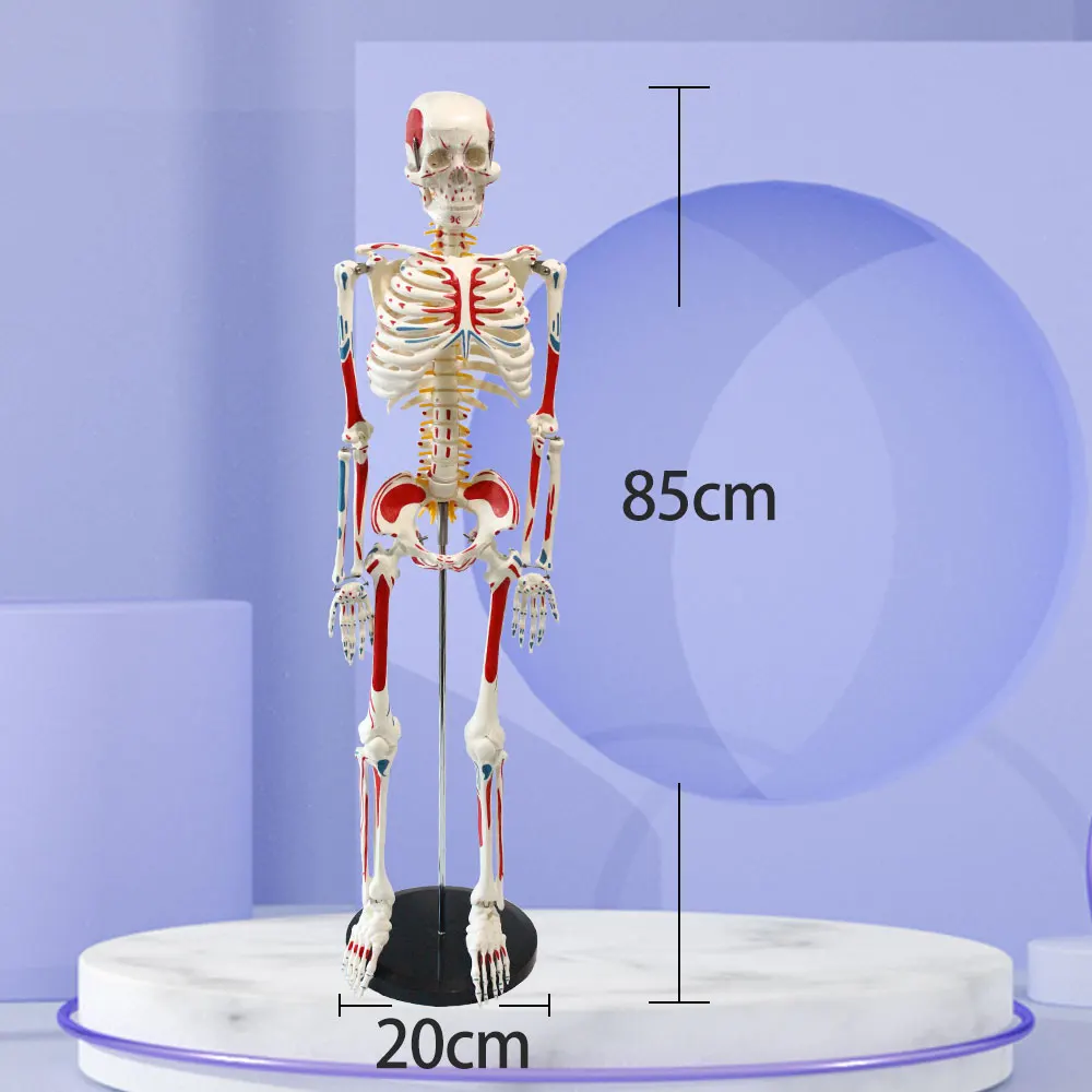 Human Skeleton Model 85cm Whole Body with The Mark Of Muscle Origins ...