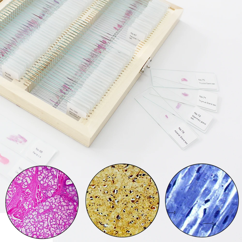 FRT2001-Histology-Slides-100pcs-Normal-Type-Tissue-Teaching-Resource ...
