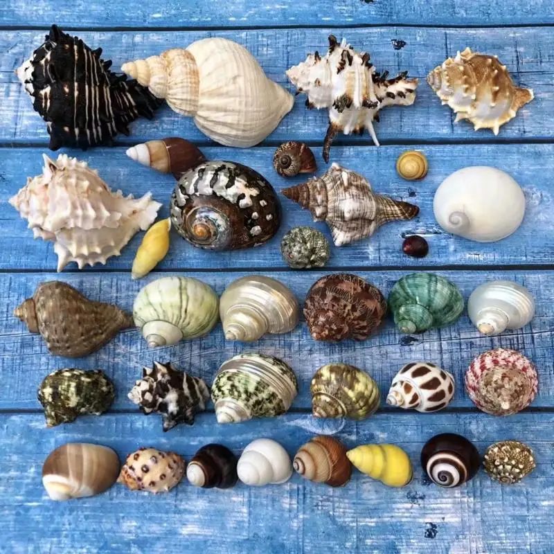 Natural-Shell-Conch-Hermit-Crab-Replacement-Spare-Special-Shell-Roll ...