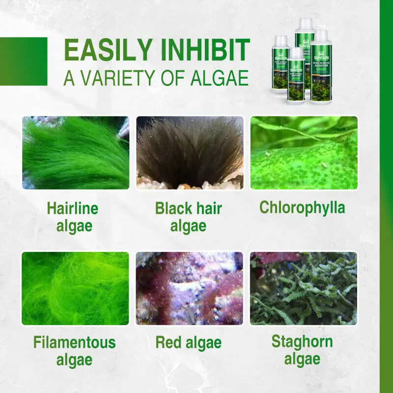 Black Hair Algae
