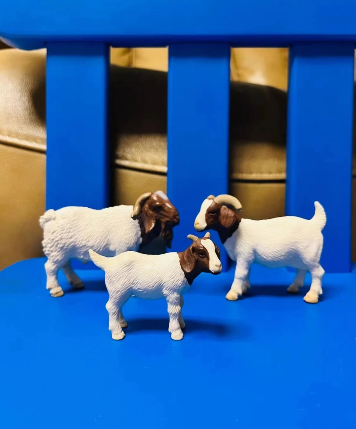 Female Boer Goats