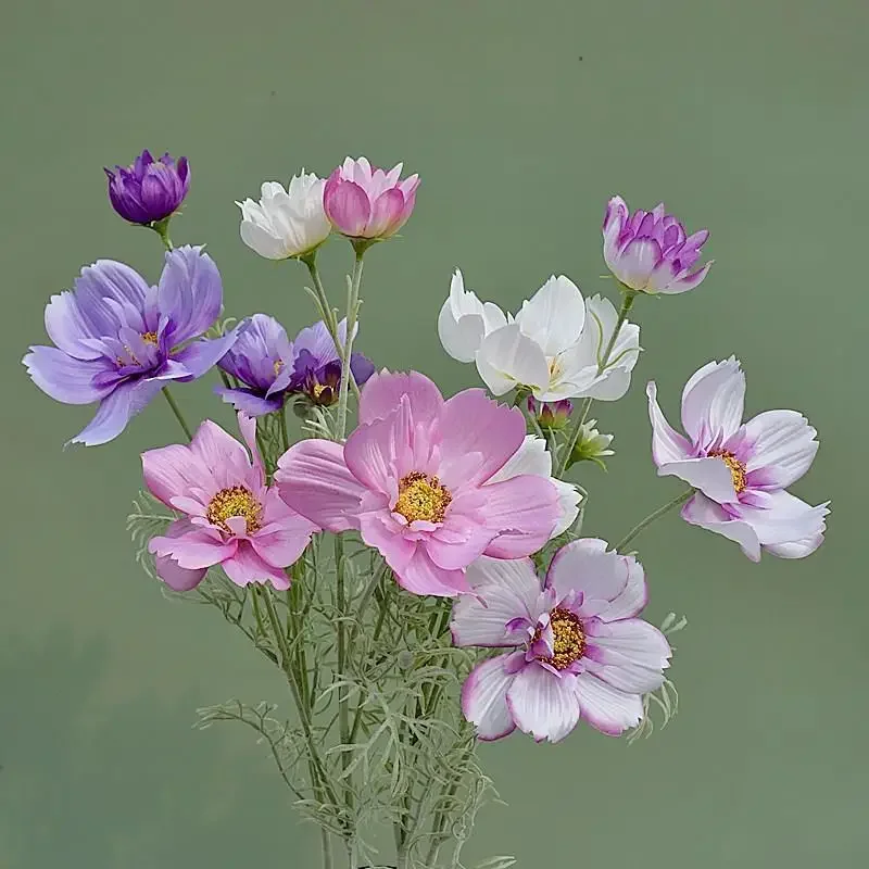 Gesang-Flower-Single-Branch-4-Fork-Queen-Cosmos-Imitation-Fake-Flower ...