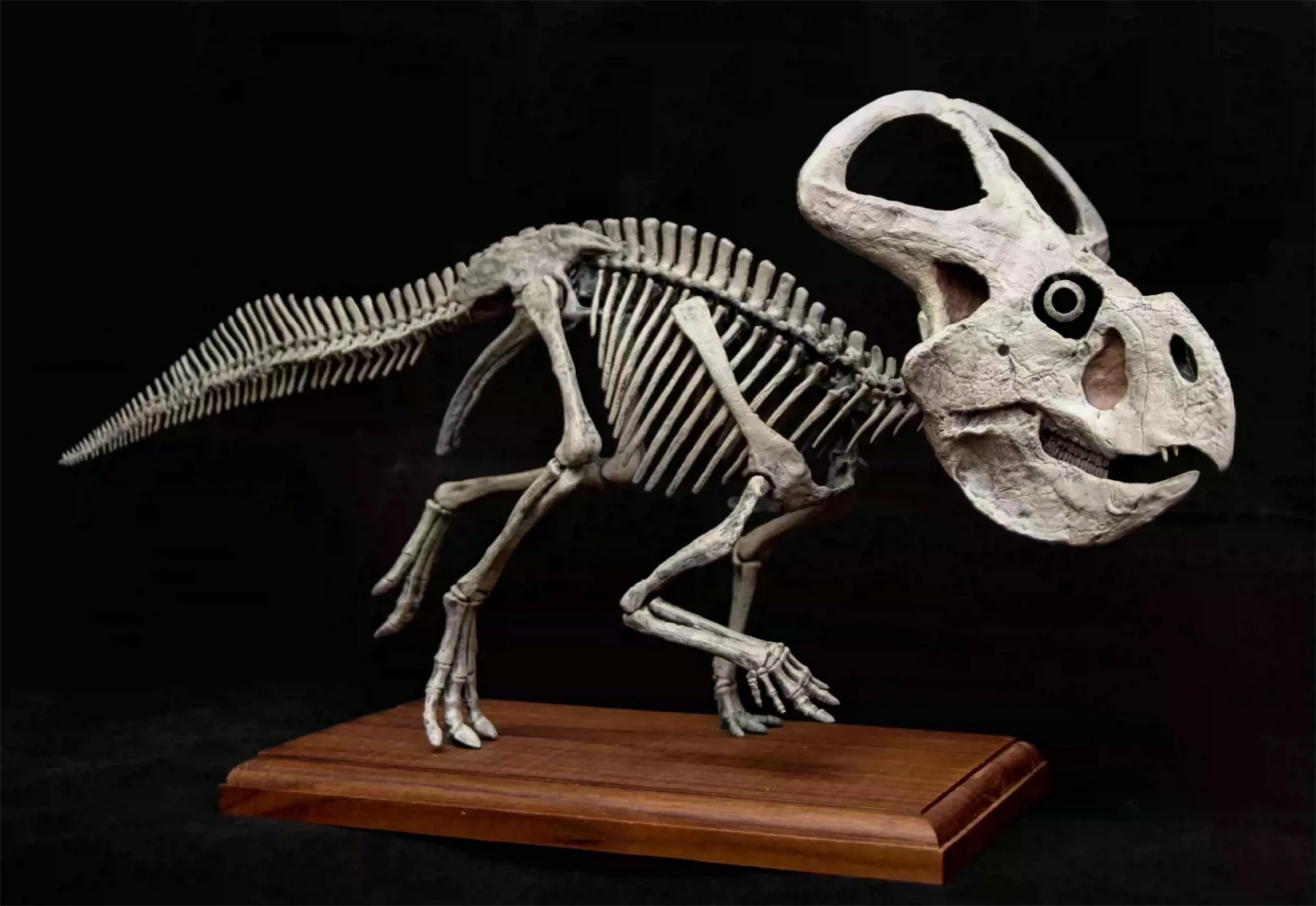 Gigantoraptor Skeleton