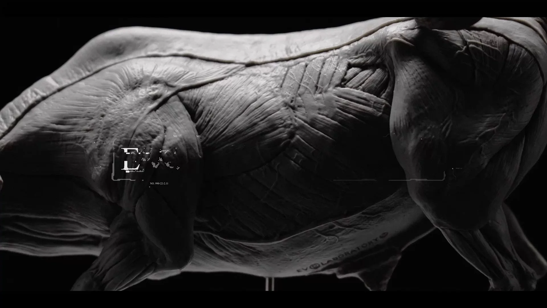 Rhino Muscle Anatomy