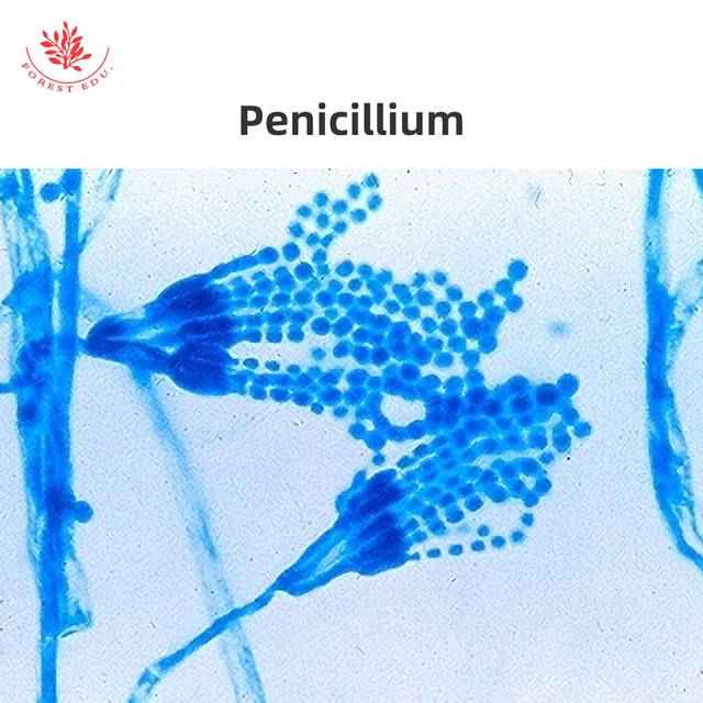 Penicillium 40x