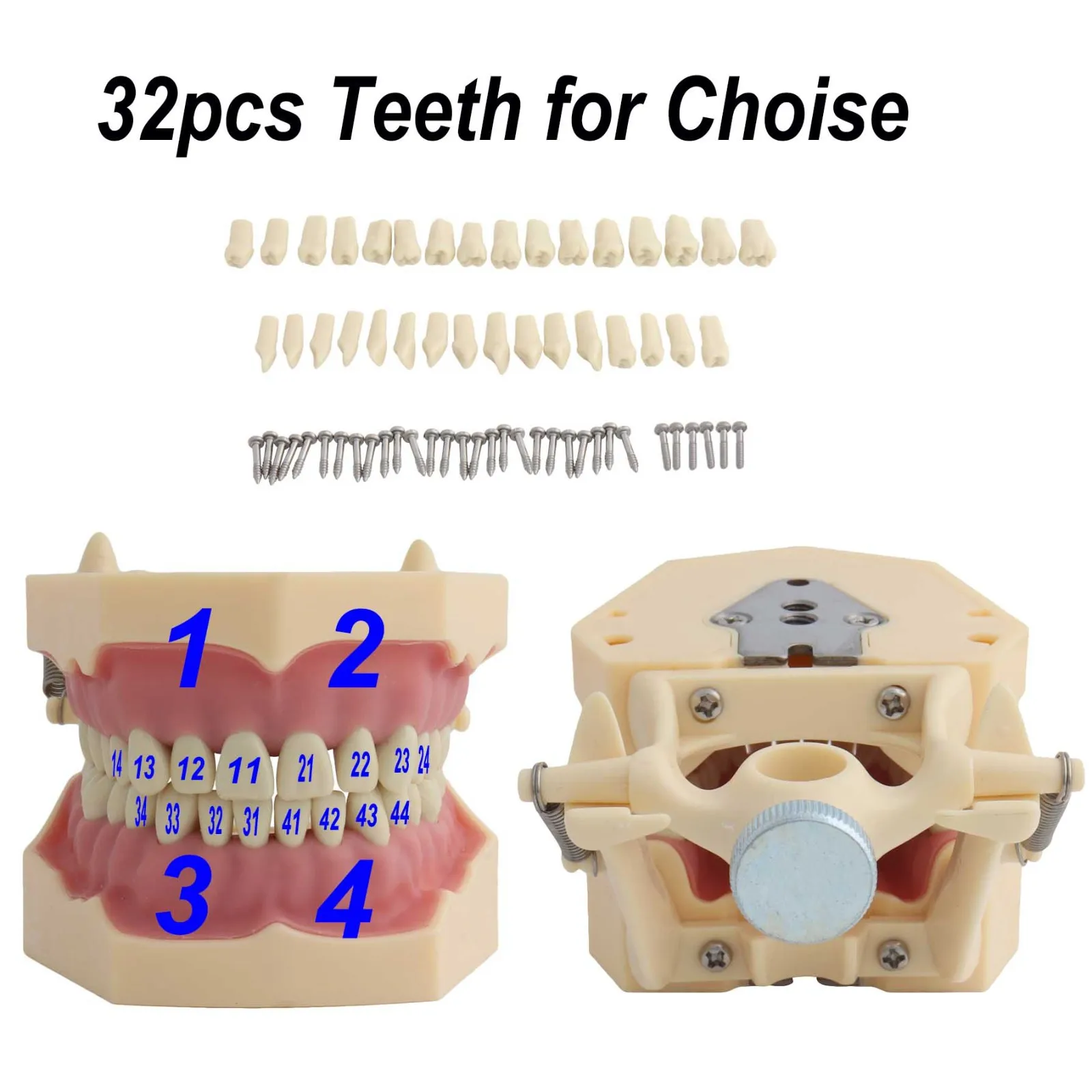 Dental Model Fit Frasaco Teeth Model Dental Teaching Model ...