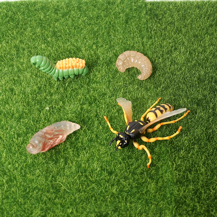 Sea Wasp Life Cycle