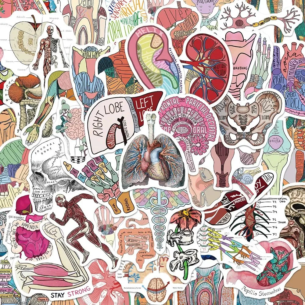 Descubre la Belleza de la Anatomía con Dibujos Fáciles de Animados: Una ...