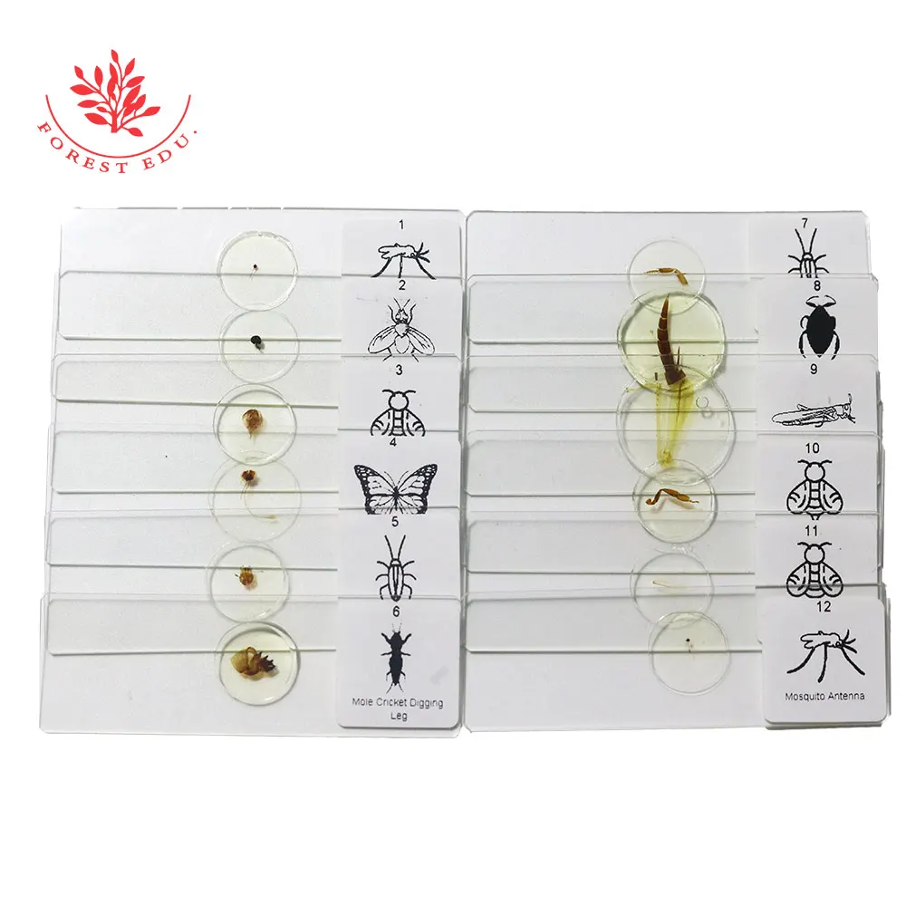 Glass Slides Microscope Set Of 22 Items Prepared Insect Slides ...