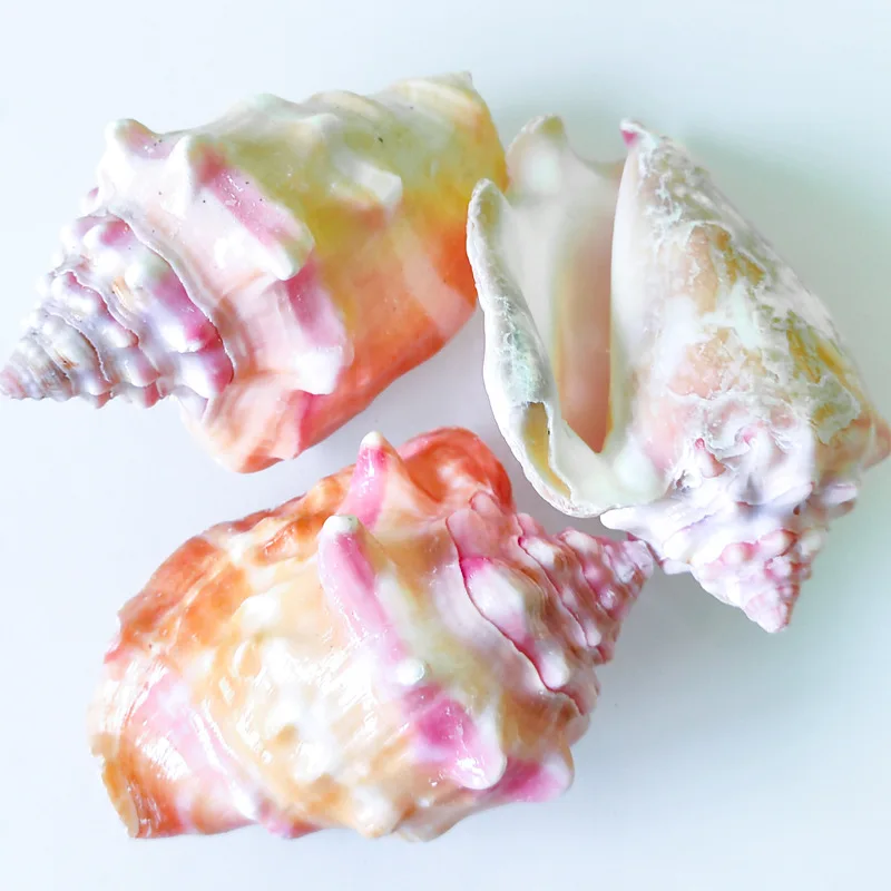 Natural-Shell-Specimen-Fish-Tank-Decoration-Conch-Hermit-Crab-Shell ...