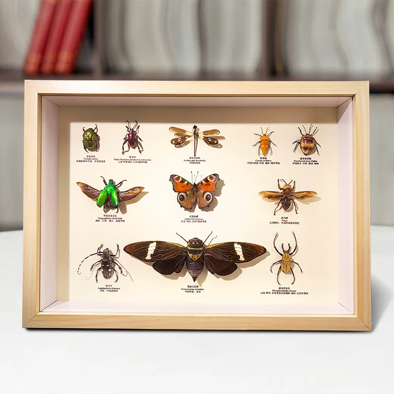 Real-Butterfly-Insect-Specimens-Decorative-Painting-Children-s-Science ...