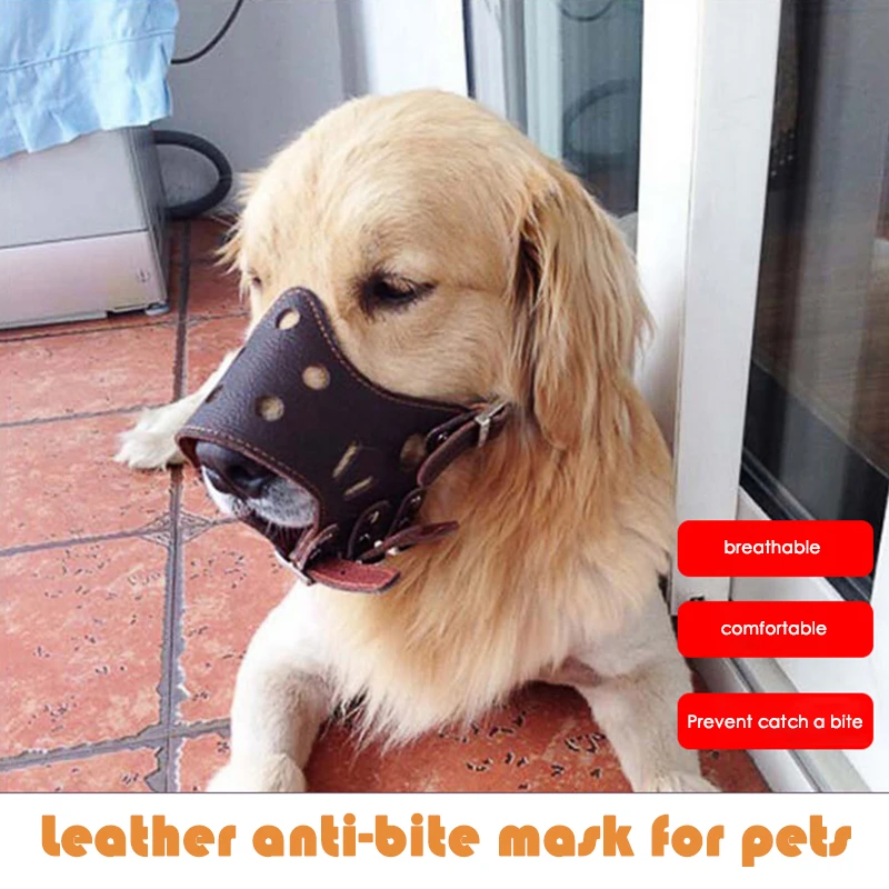 How Do You Prevent Pica In Dogs