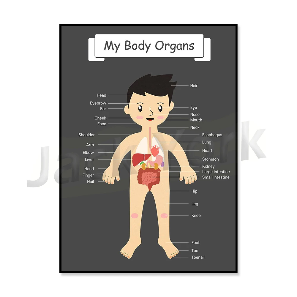 Human Body Clipart For Kids