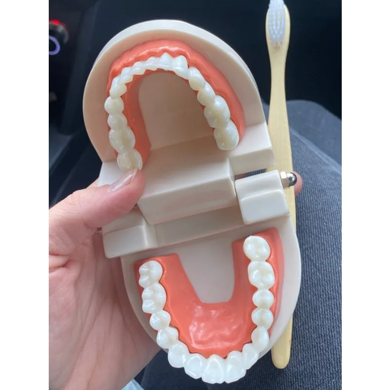 1-Set-Preschool-Brushing-Teeth-Model-Teaching-Set-Montessori-Early ...