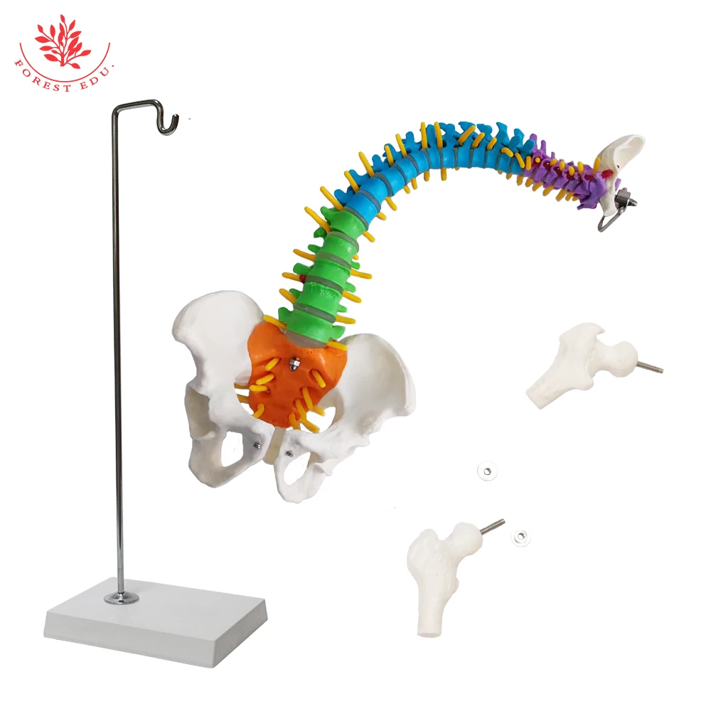 FRT018 45cm Human Spine Model Pelvic and Cervical Vertebra Colored ...