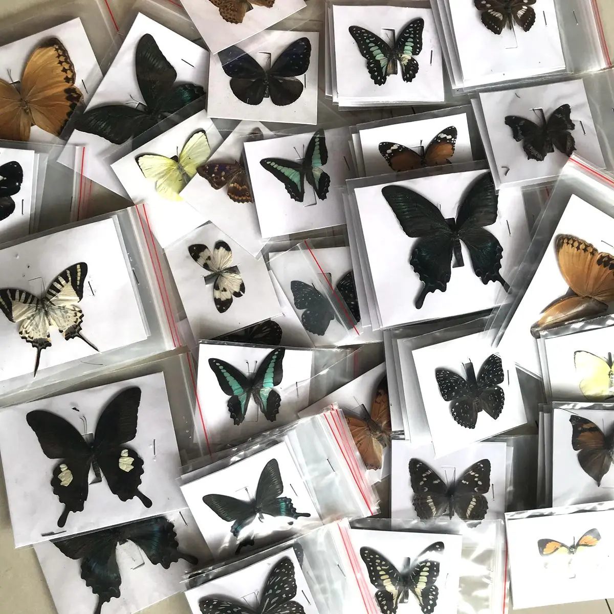 50pcs-Real-Butterfly-Specimen-Natural-Colorful-Education-Teaching-Home ...