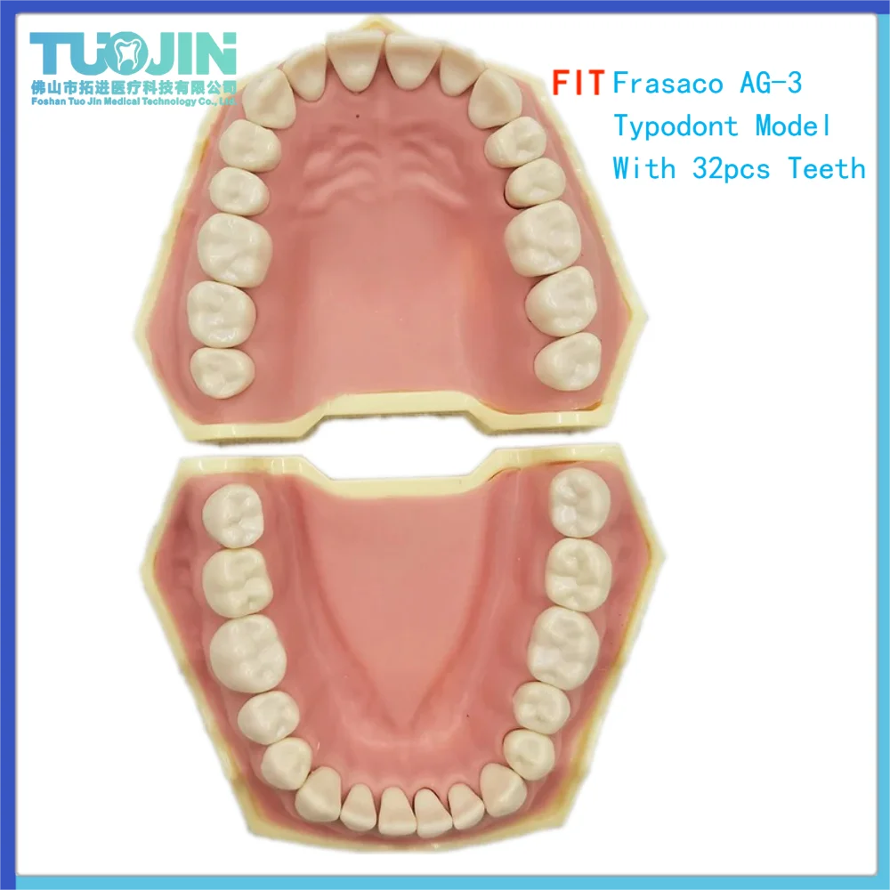 Dental-Teeth-Model-Fit-Frasaco-AG-3-Typodont-Dental-32Pcs-Teeth-Model ...