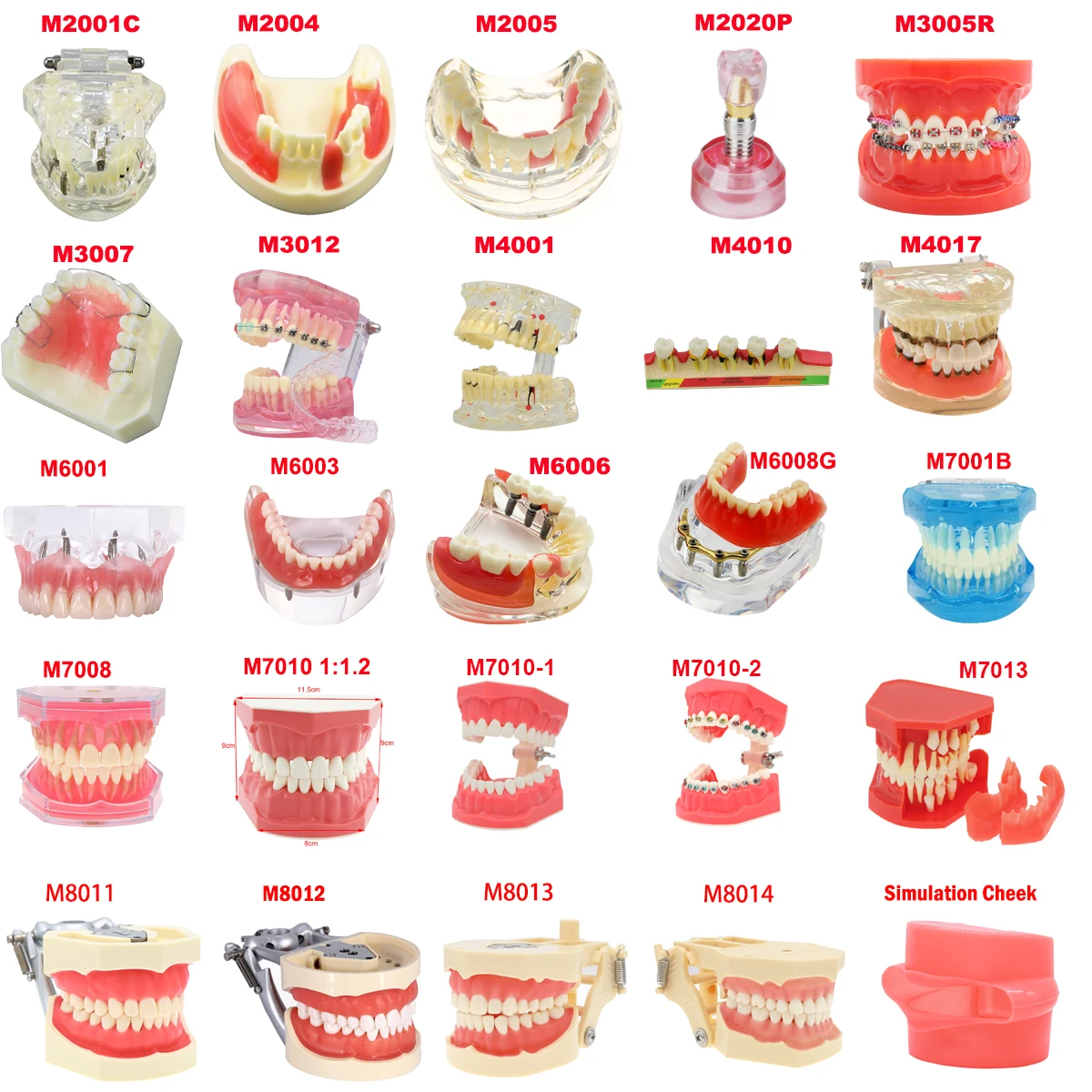 Modelo de dientes dentales de varios tipos, modelos de enseñanza ...