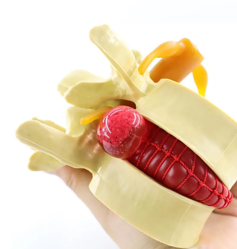 Human-Anatomy-Skeleton-Spine-Medical-Props-Model-Anatomical-Spine ...