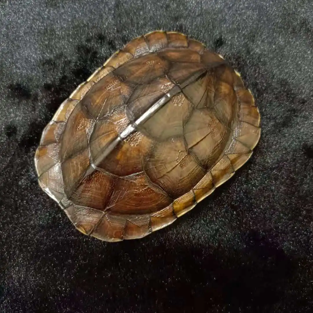 1pcs Real tortoise shell is natural and complete, real tortoise shell ...