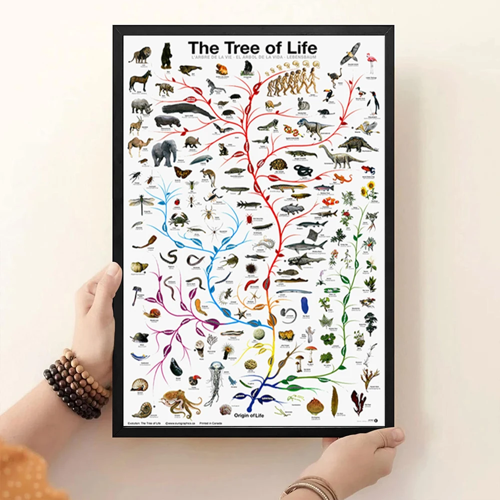 Evolution Tree of Life Poster Educational Biology Science Chart for ...