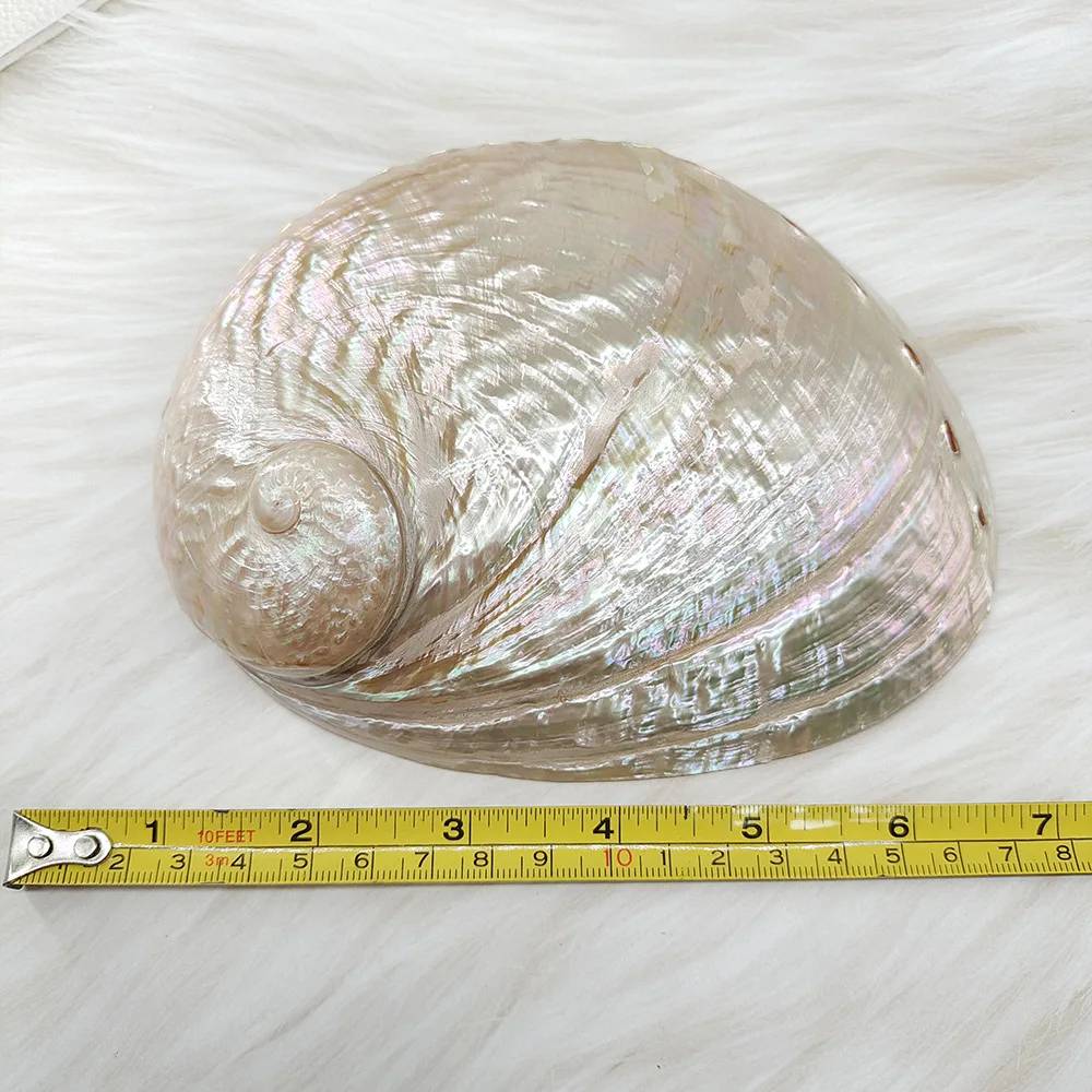 Abalone Seashell Boxes