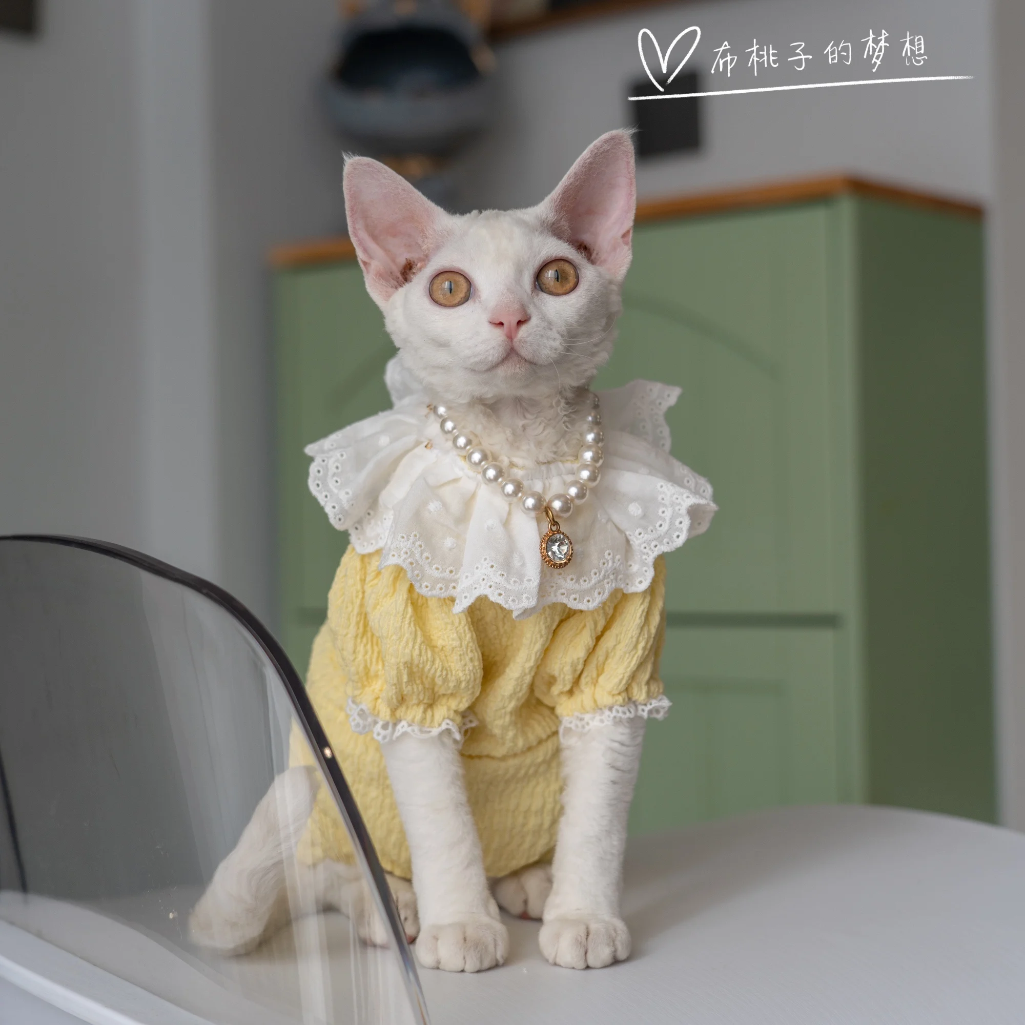 Yellow Sphynx Cat Clothes Cotton T-shirt Fashion Cartoon Undercoat For ...