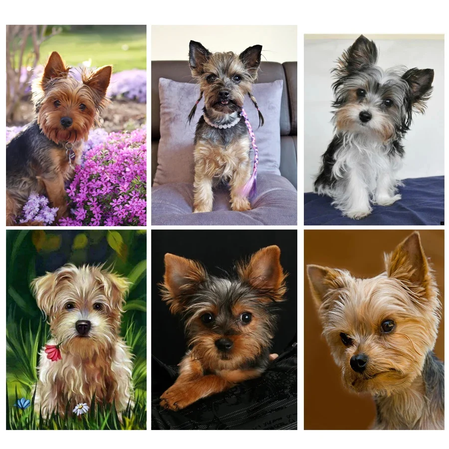 5D-DIY-Diamond-Painting-Yorkshire-Terrier-Dog-Mosaic-Picture-Of ...
